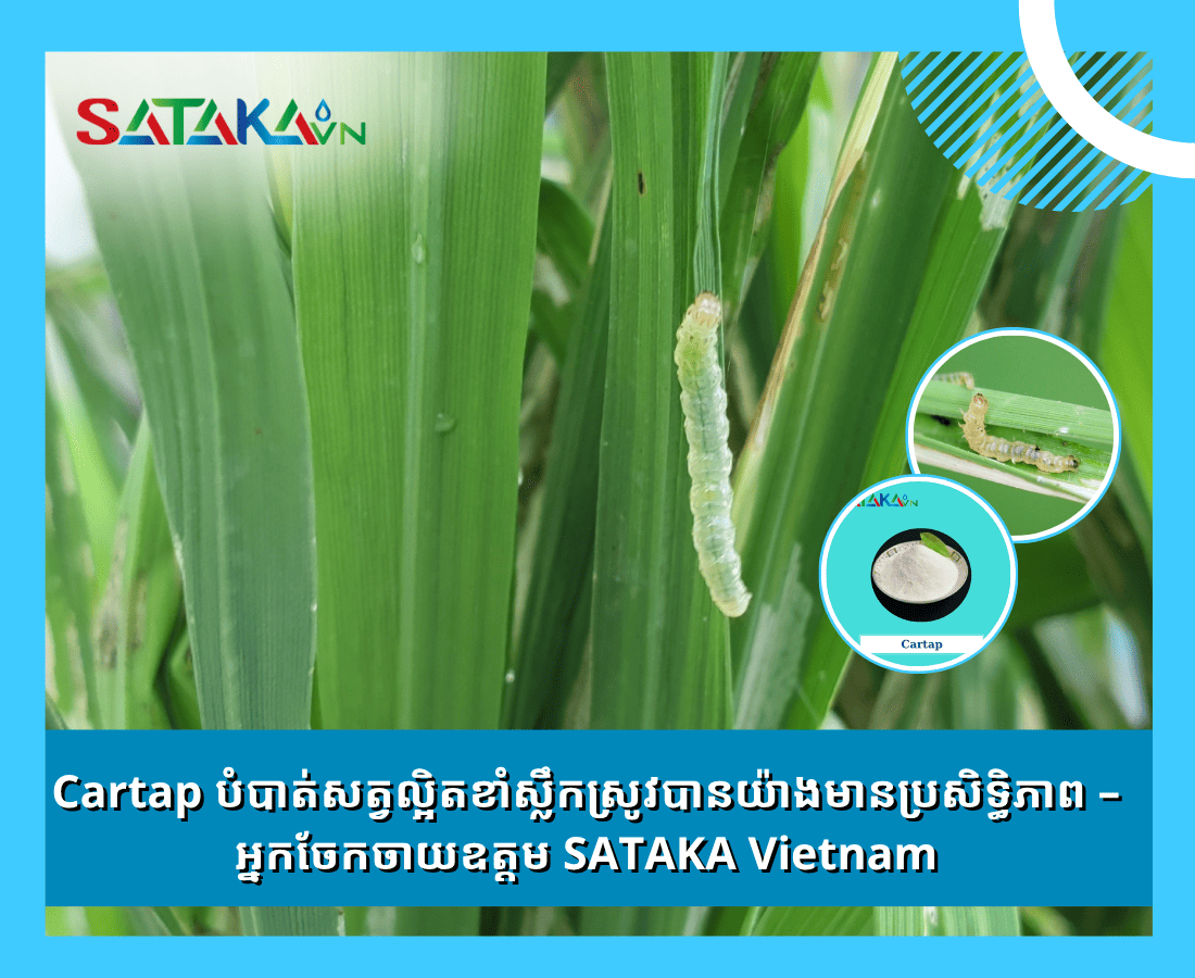 Cartap បំបាត់សត្វល្អិតខាំស្លឹកស្រូវបានយ៉ាងមានប្រសិទ្ធិភាព – អ្នកចែកចាយឧត្តម SATAKA Vietnam