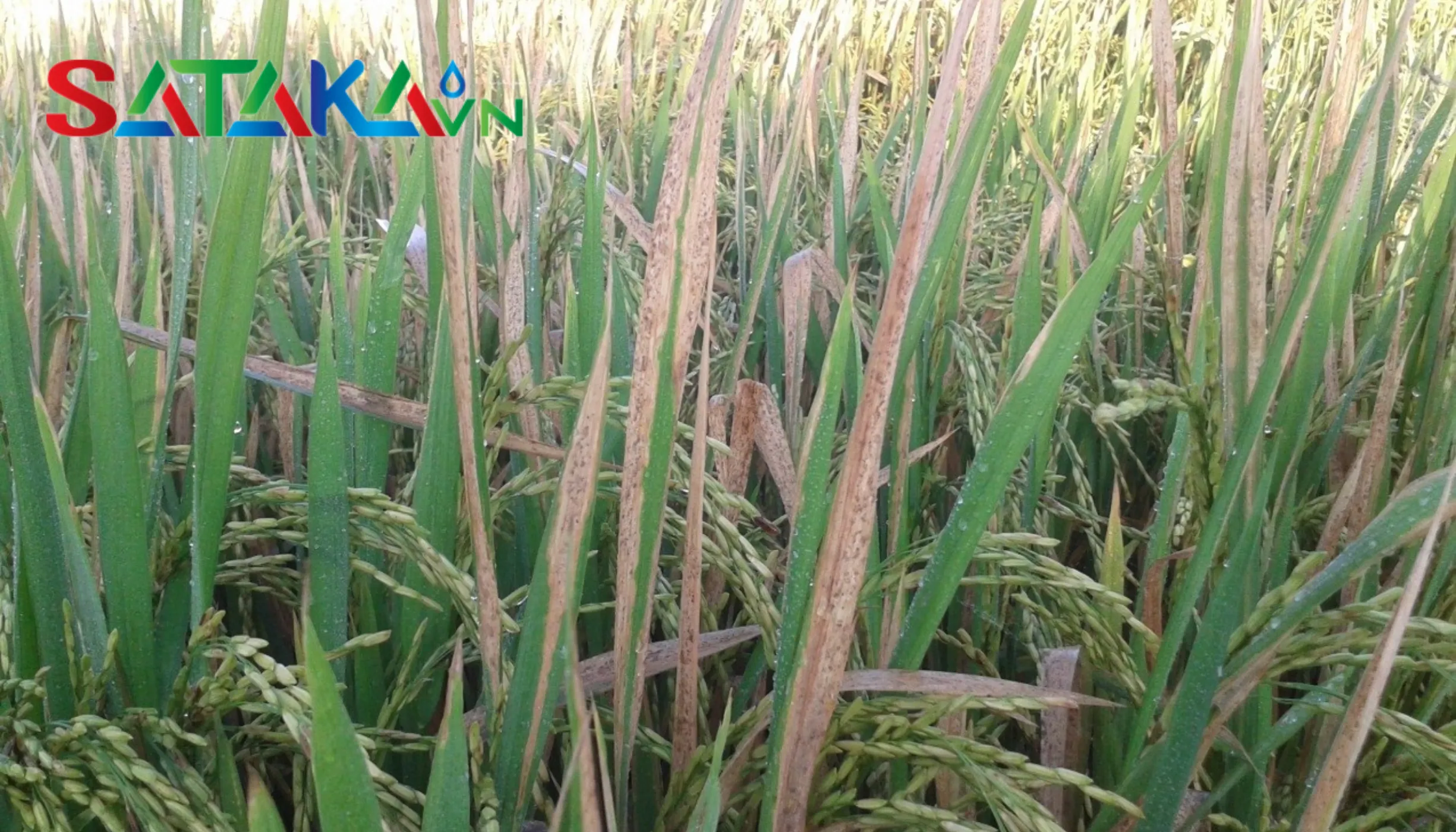 ជំងឺបាក់តេរីស្លឹកស្រូវ - មូលហេតុ និងវិធានការបង្ការប្រកបដោយប្រសិទ្ធភាព