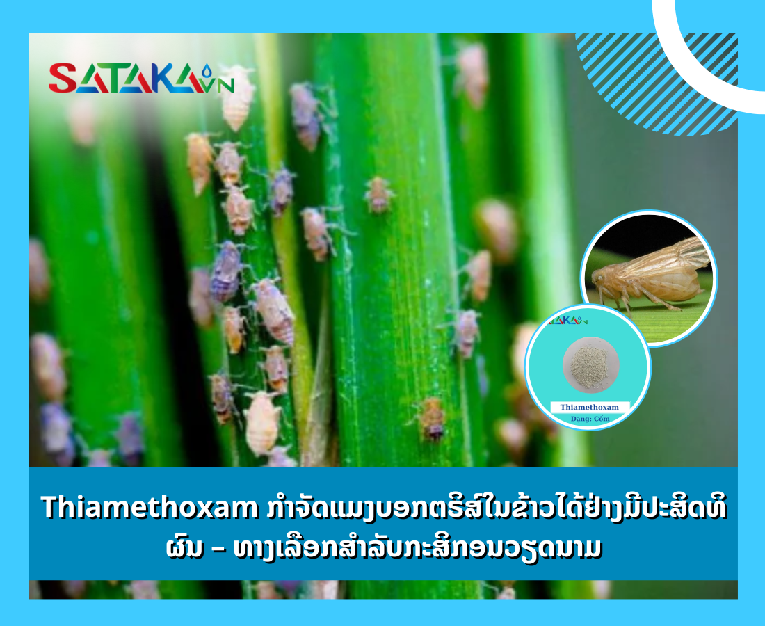 Thiamethoxam ກຳຈັດແມງບອກຕຣິສ໌ໃນຂ້າວໄດ້ຢ່າງມີປະສິດທິຜົນ – ທາງເລືອກສໍາລັບກະສິກອນວຽດນາມ