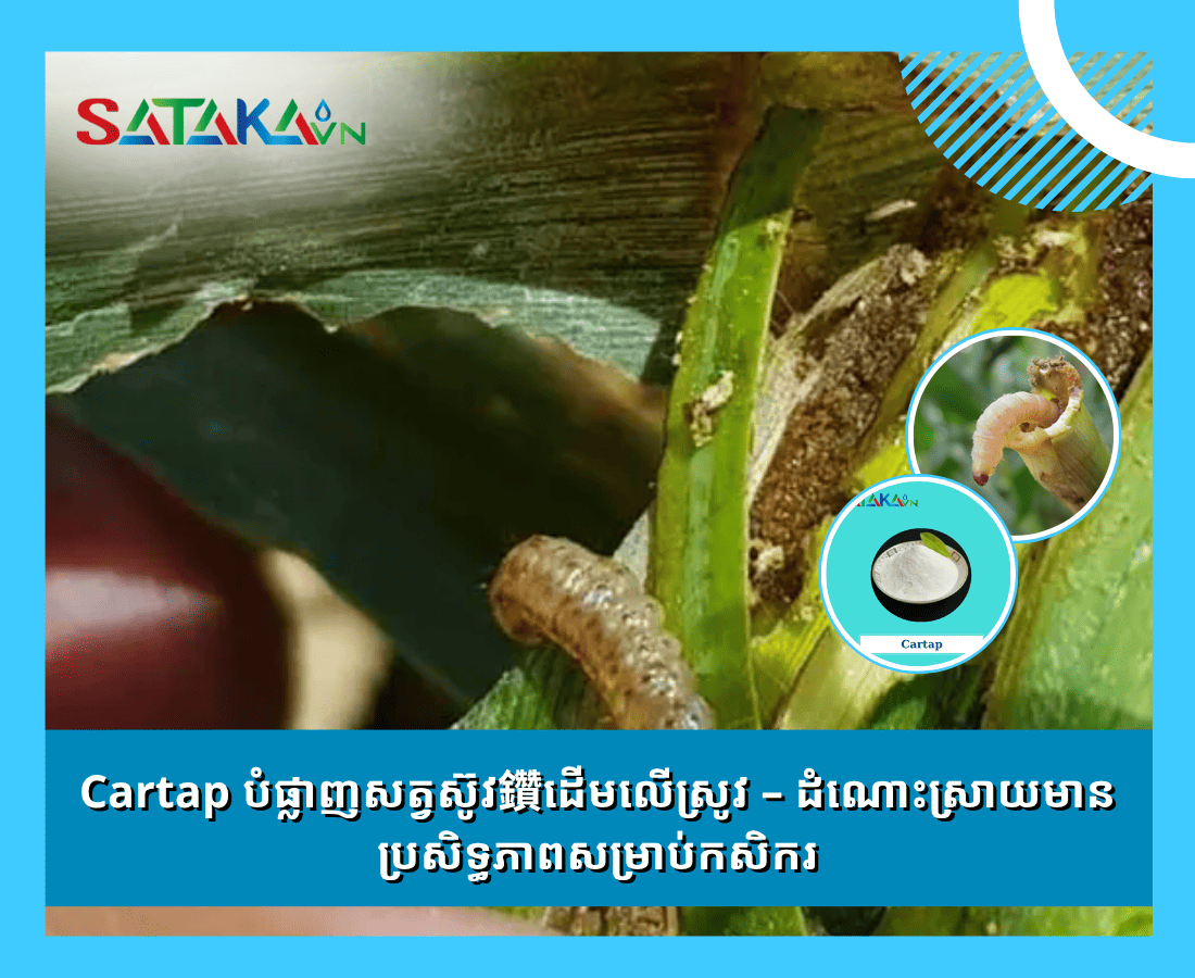 Cartap បំផ្លាញសត្វស៊ូវ鑽ដើមលើស្រូវ – ដំណោះស្រាយមានប្រសិទ្ធភាពសម្រាប់កសិករ