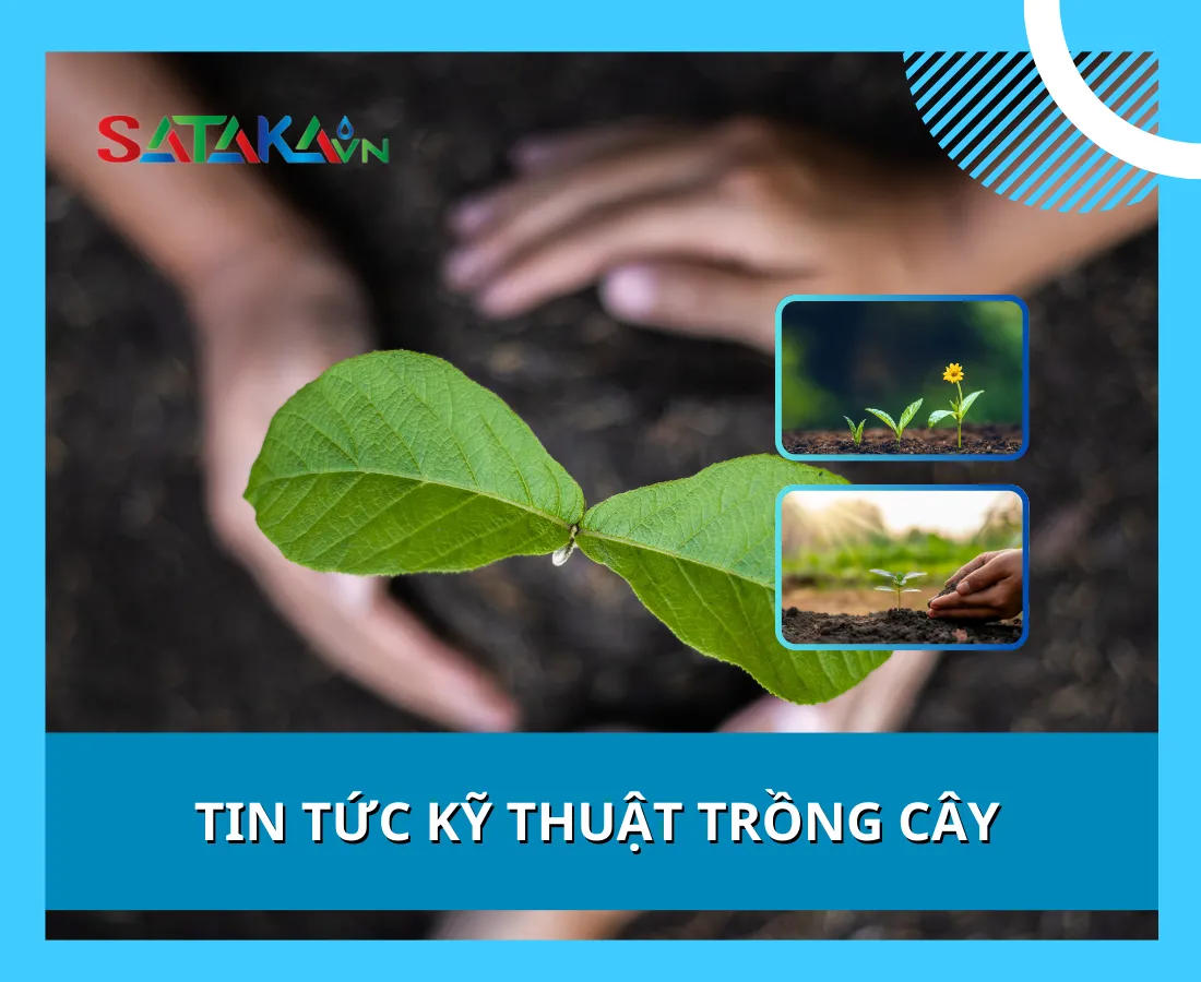 Tin Tức Kỹ Thuật Cây Trồng - Sataka Việt Nam