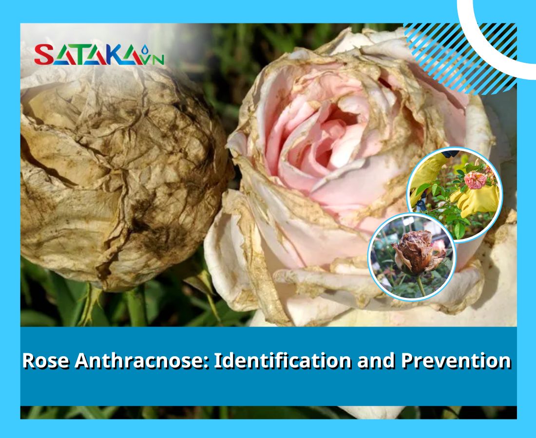 Rose Anthracnose: Identification and Prevention