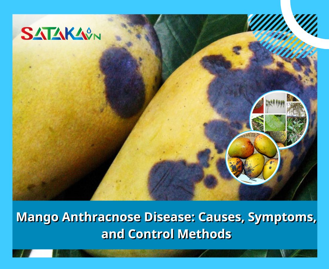 Mango Anthracnose Disease: Causes, Symptoms, and Control Methods