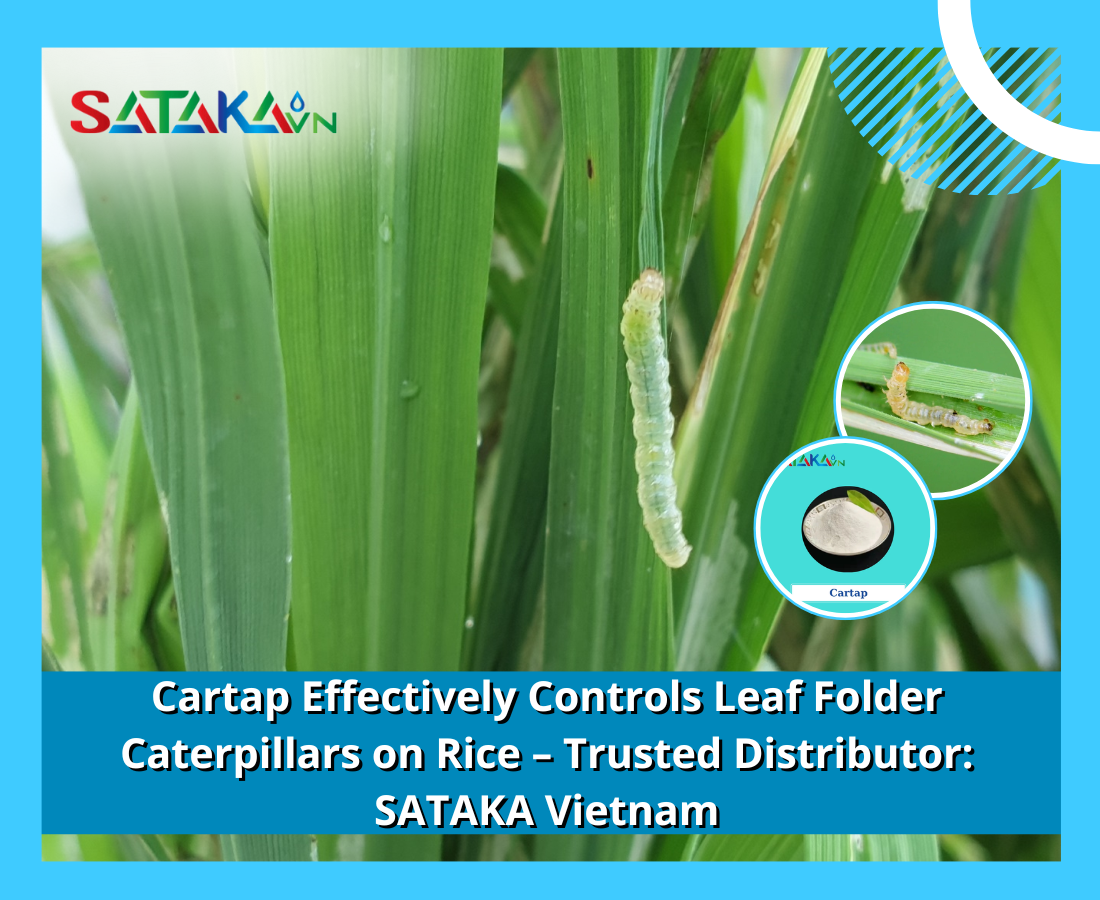 Cartap Effectively Controls Leaf Folder Caterpillars on Rice – Trusted ...