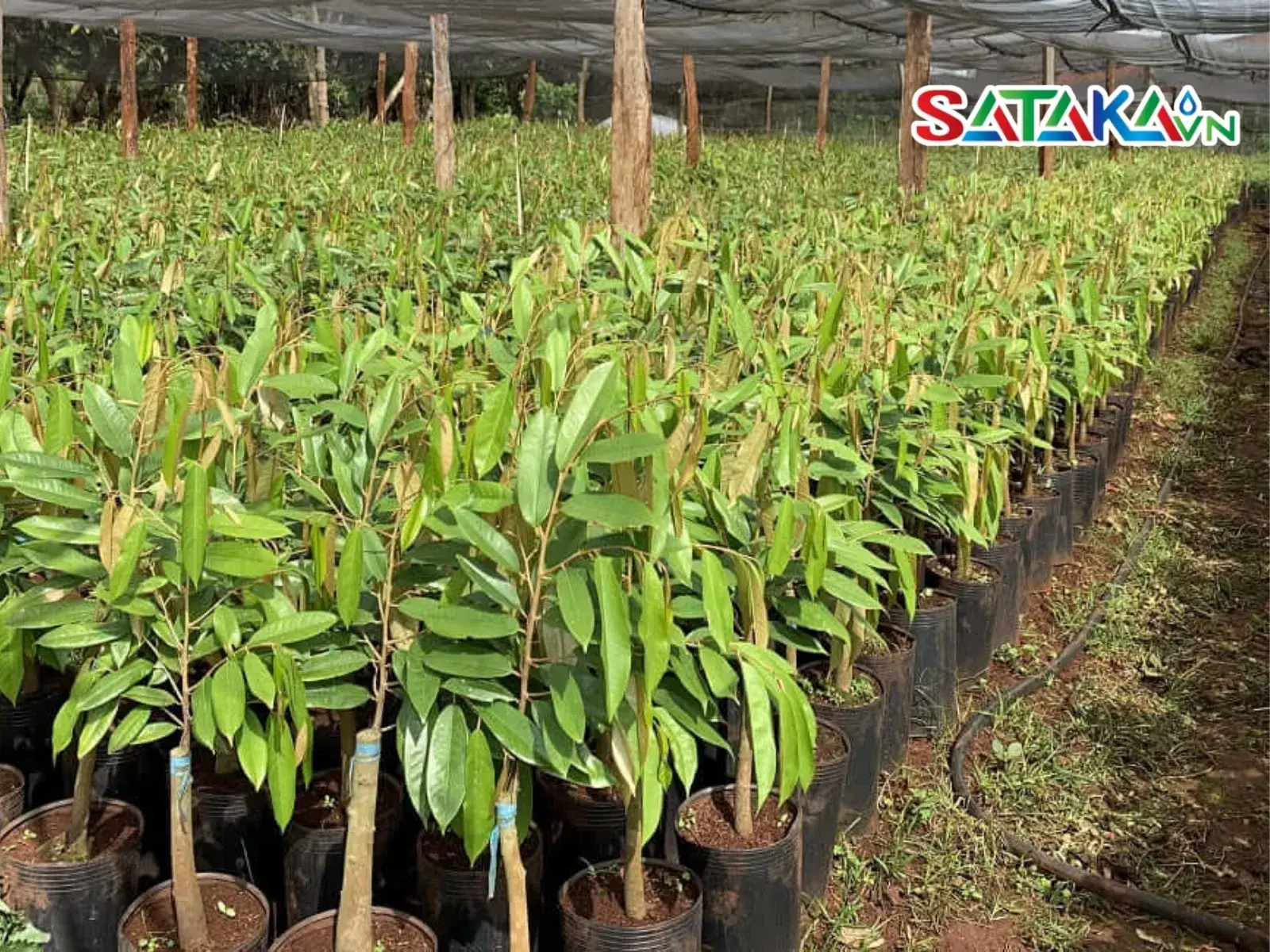 [គន្លឹះសំខាន់ៗ] វិធីជ្រើសរើសដើមទុរេនពូជល្អ - មានគុណភាព